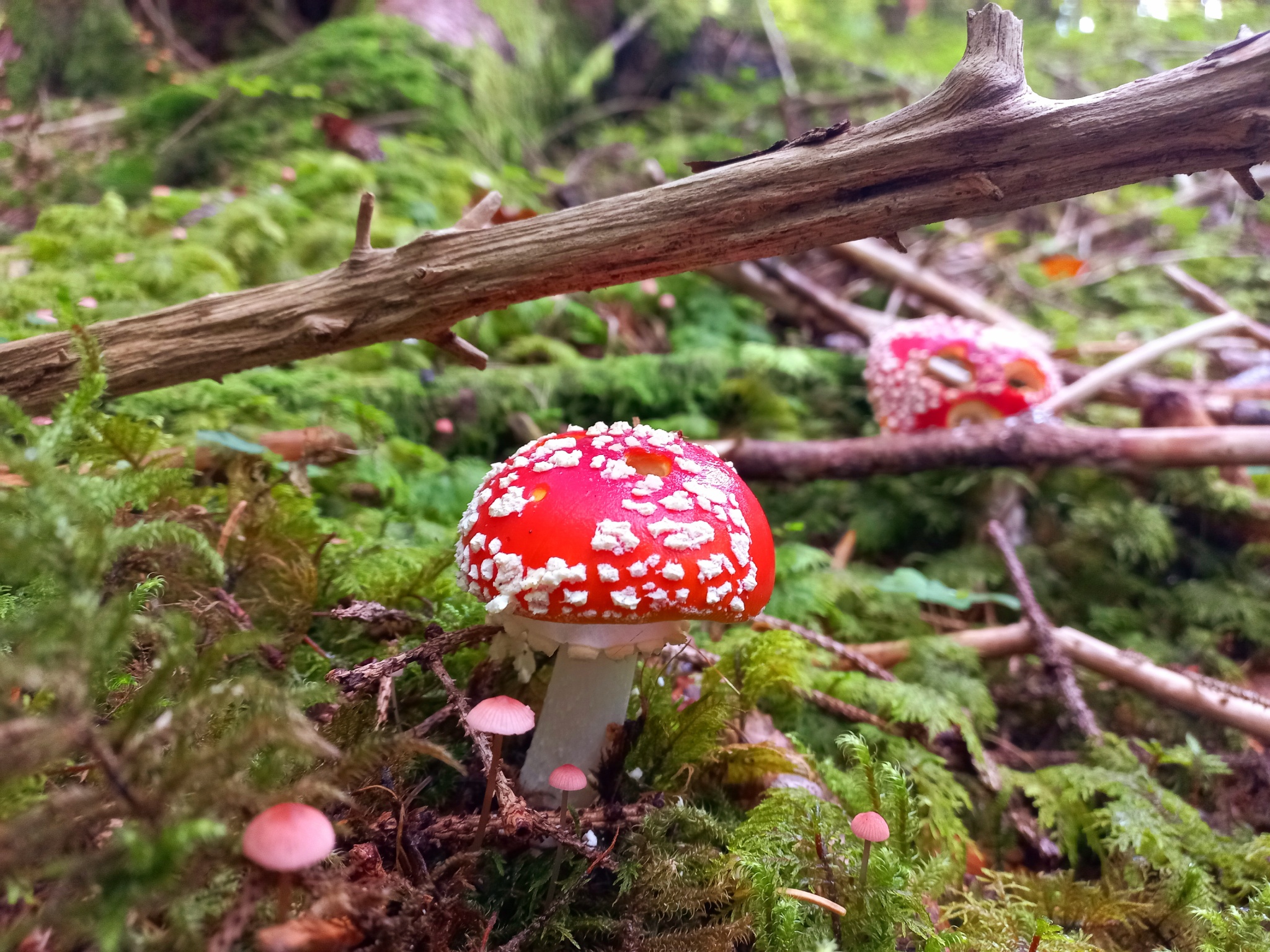 L'Amanite tue-mouche et les origines de Noël