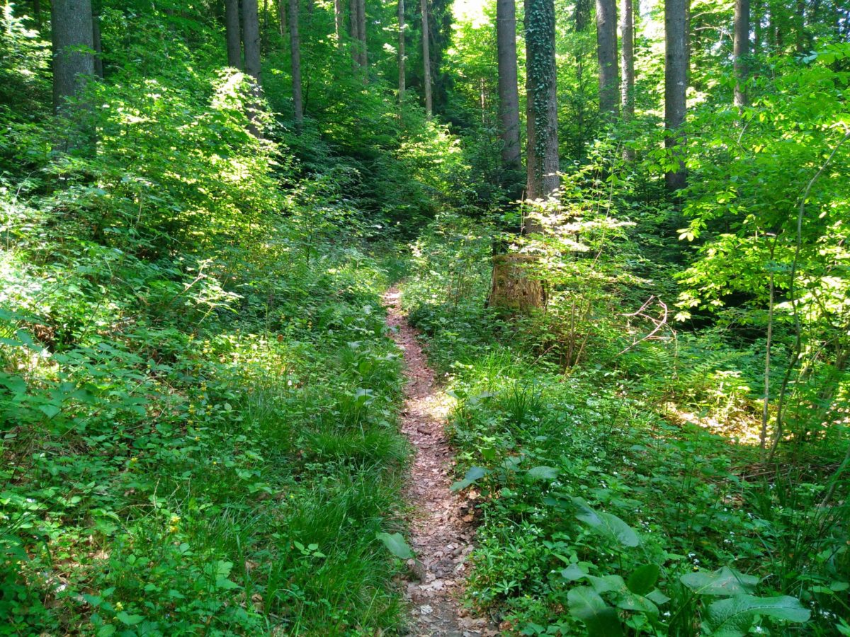 ACCUEIL - La Voie de la Nature