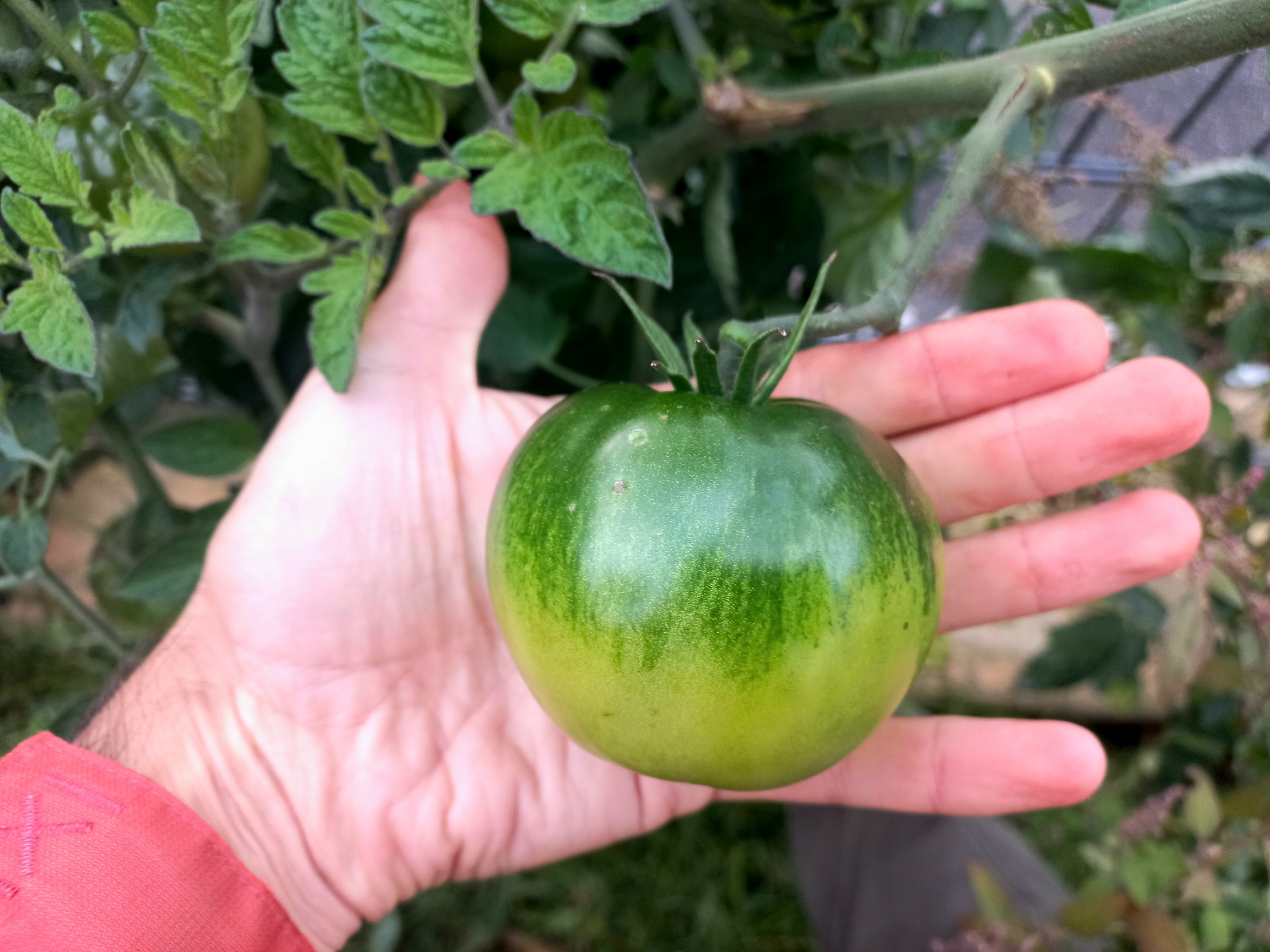 Comment utiliser les tomates vertes ? 6 façons de les manger